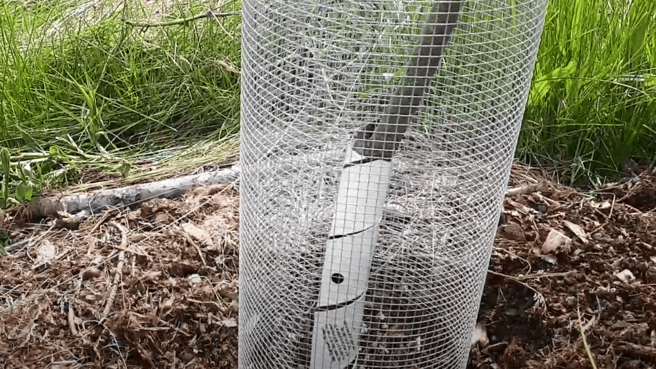 15 Innovative Ways to Use Hardware Cloth in Vegetable Gardens - Lush ...